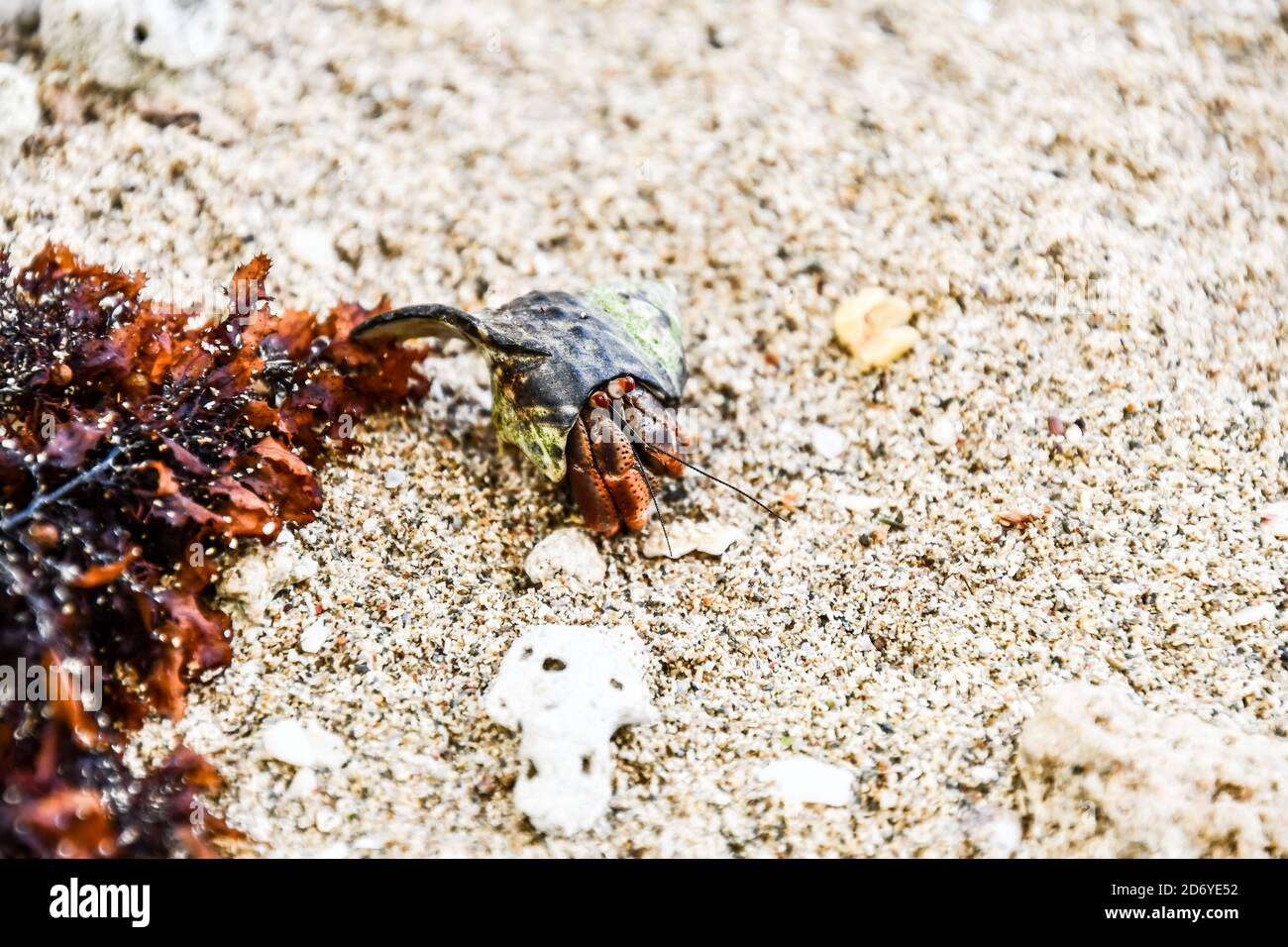 crab on the beach, photo as a background Stock Photo - Alamy