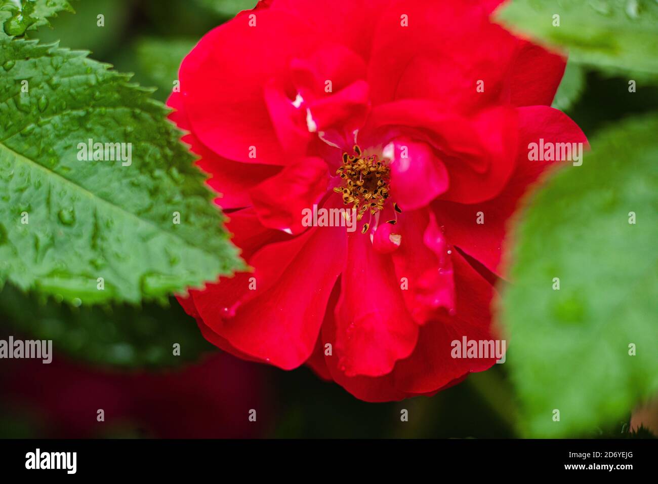Bright scarlet beautiful rose element hi-res stock photography and ...