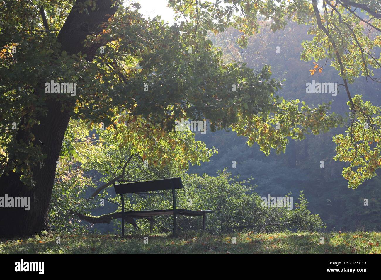 Autumn atmosphere, scenic bench in broadleaf forest park Stock Photo ...