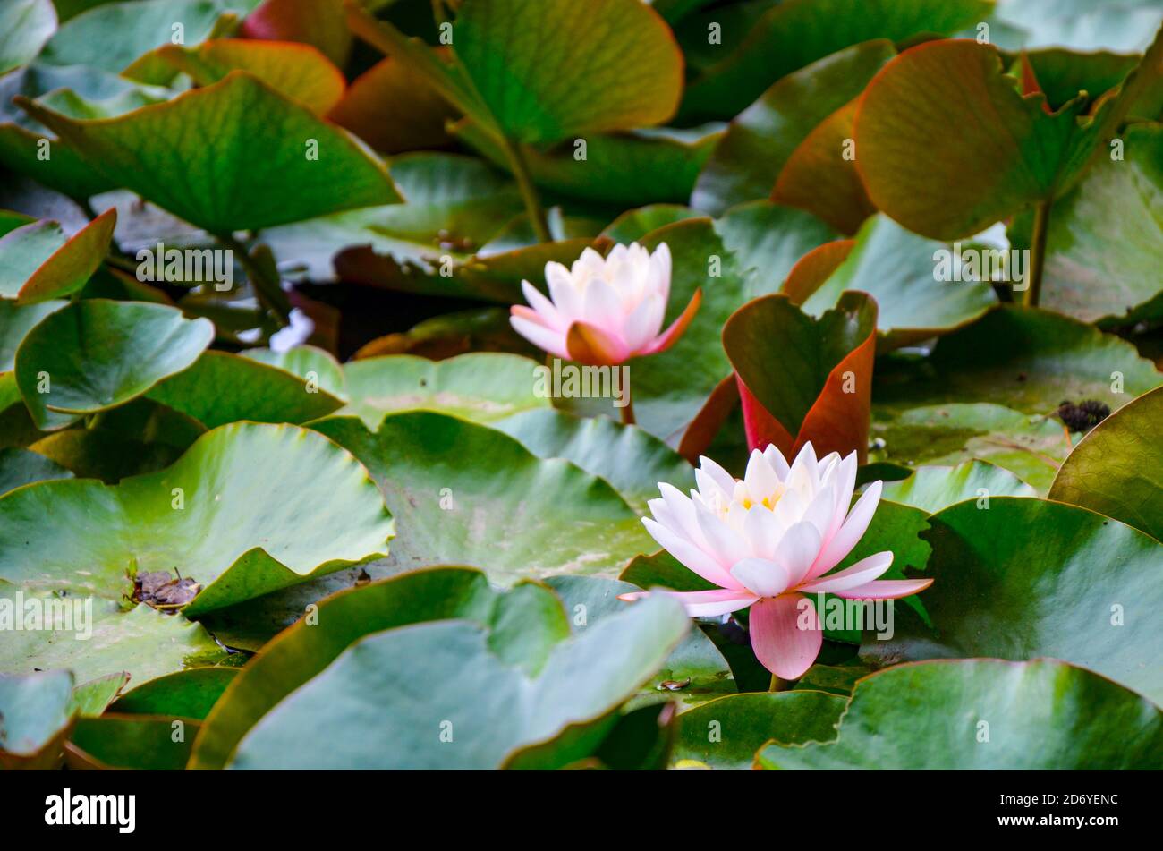 Half open water lily flower hi-res stock photography and images - Alamy