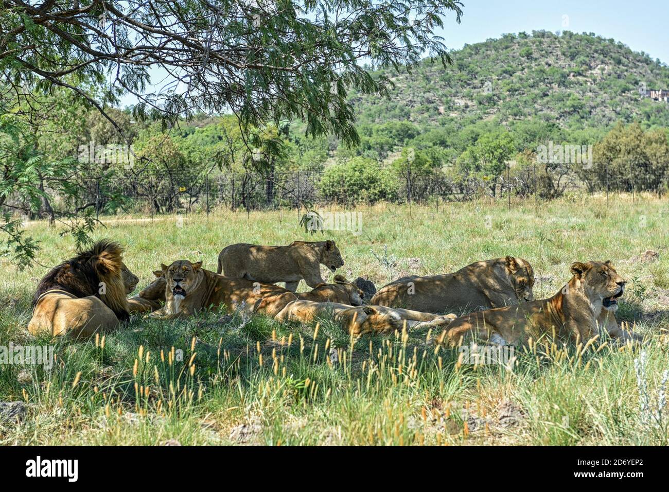 Lions at Lion & Safari Park, Johannesburg, South Africa Stock Photo - Alamy