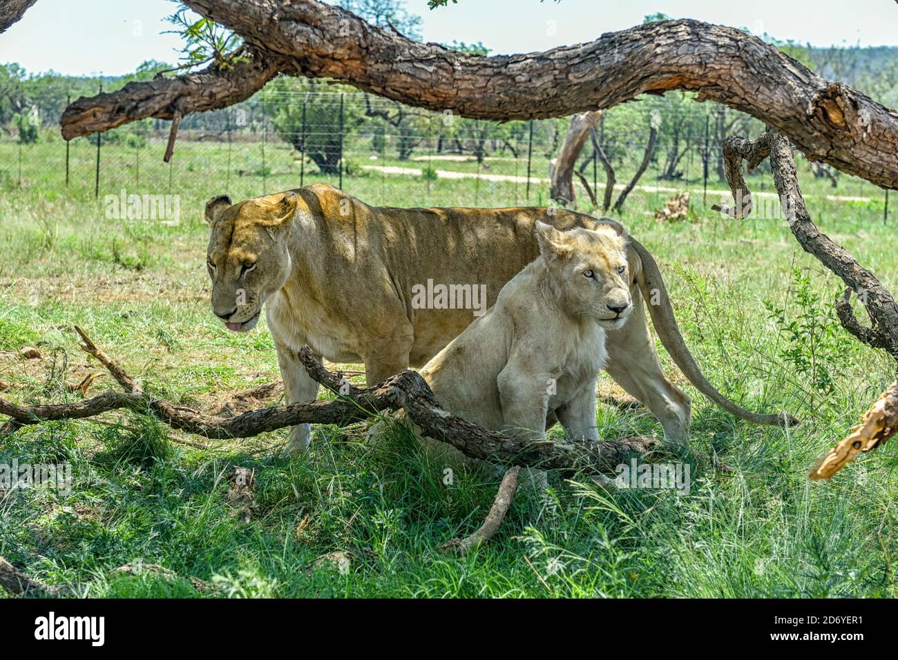 Lions at Lion & Safari Park, Johannesburg, South Africa Stock Photo - Alamy