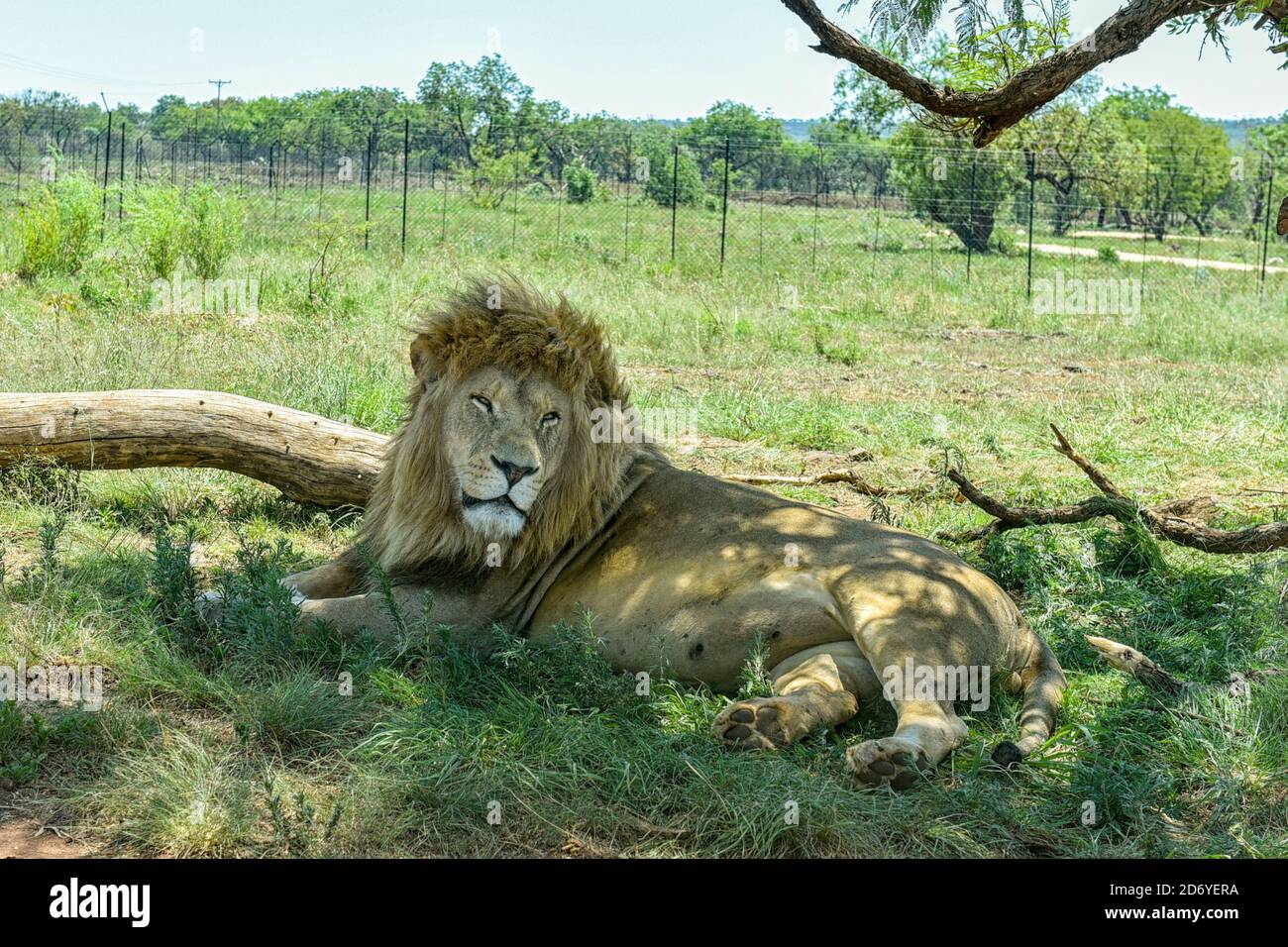 A Lion at Lion & Safari Park, Johannesburg, South Africa Stock Photo ...