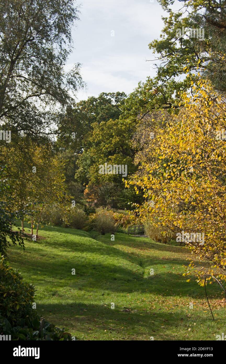 Fall windsor great park hi-res stock photography and images - Alamy