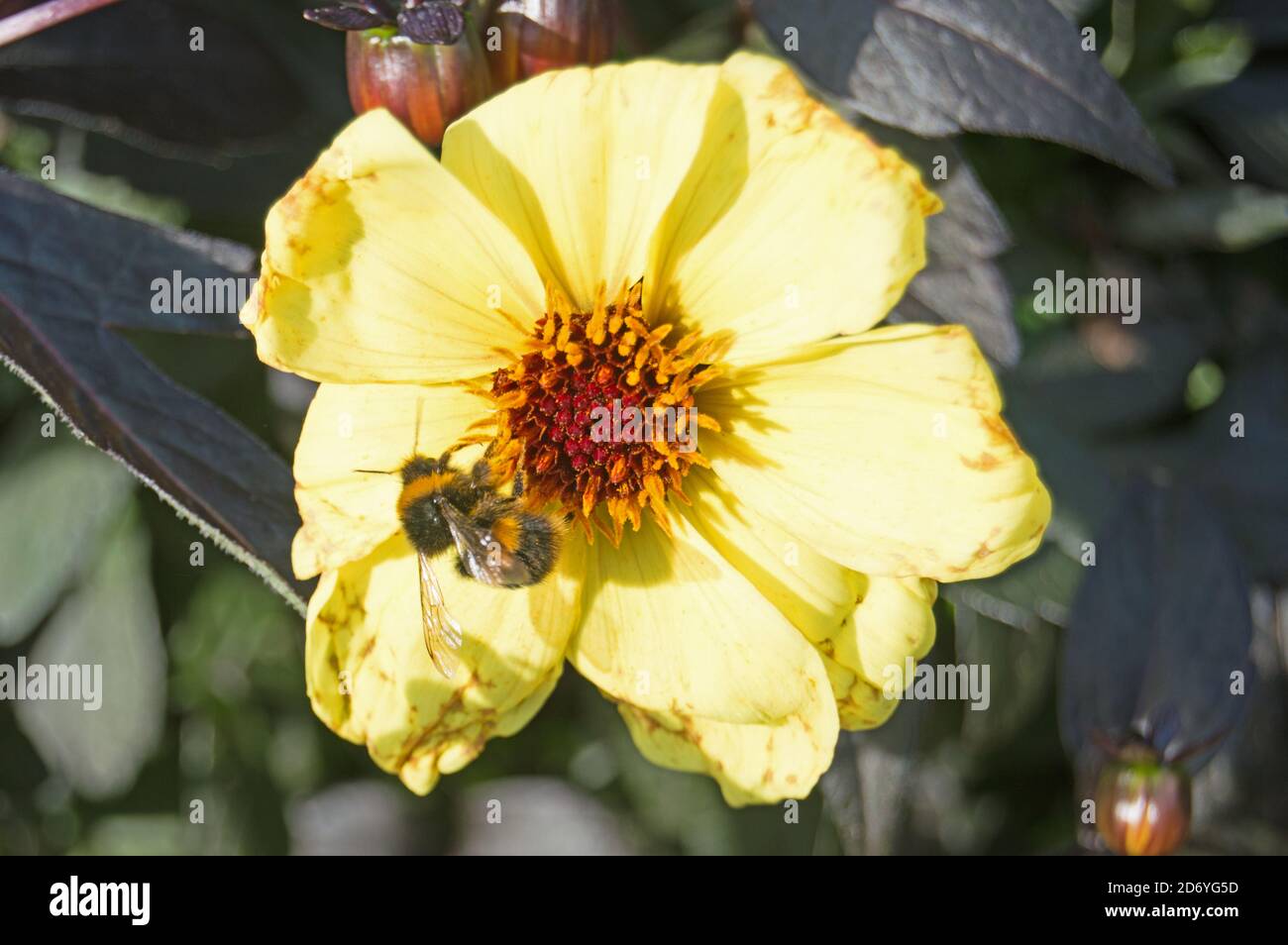 Bee feeding on dahlia 'Yellow Hammer', the Savill Garden, Windsor Stock ...