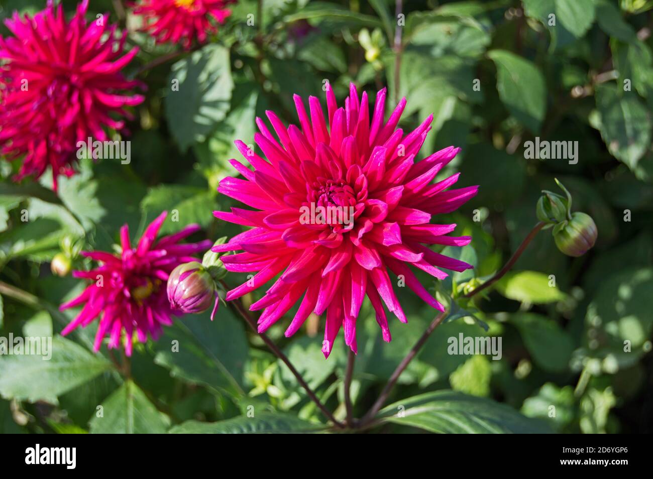 Hot pink dahlia hi-res stock photography and images - Alamy