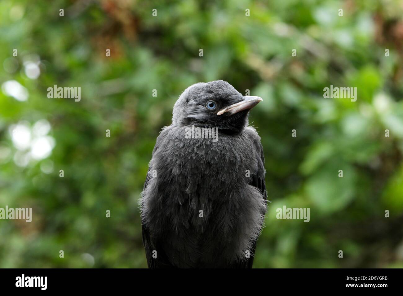 Baby Jackdaw bird Stock Photo - Alamy