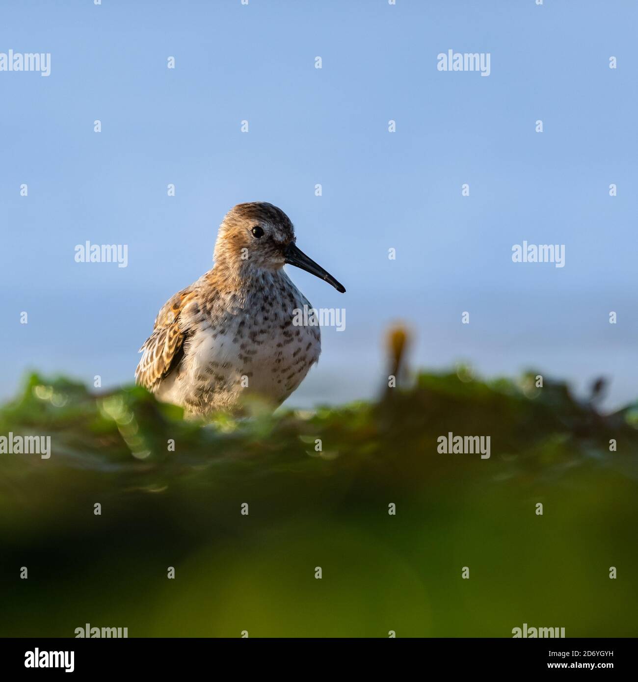 Dunlin uk spring hi-res stock photography and images - Alamy