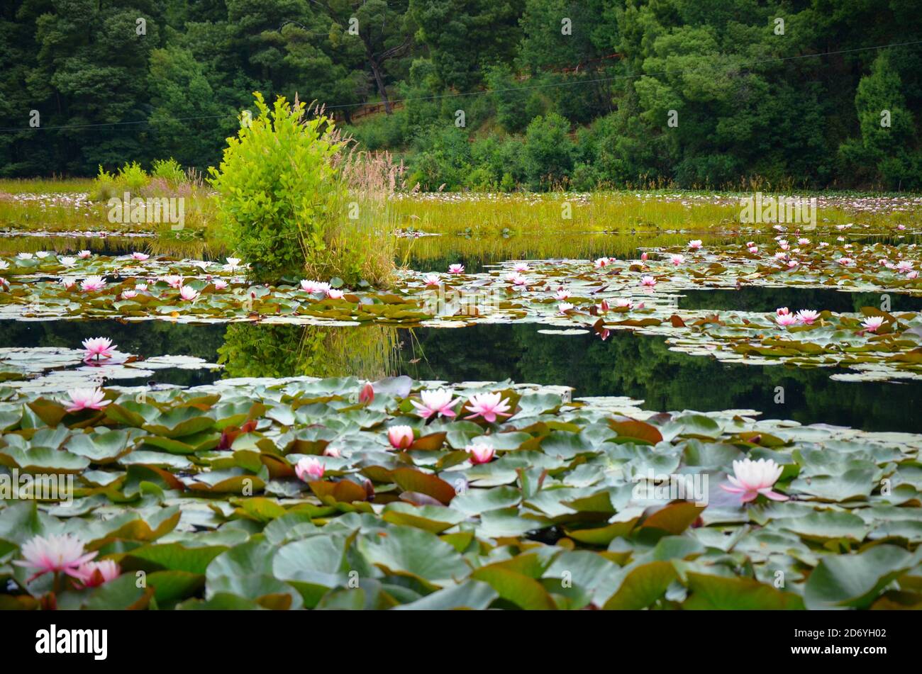 Water lilies in an lake, its natural environment Stock Photo - Alamy