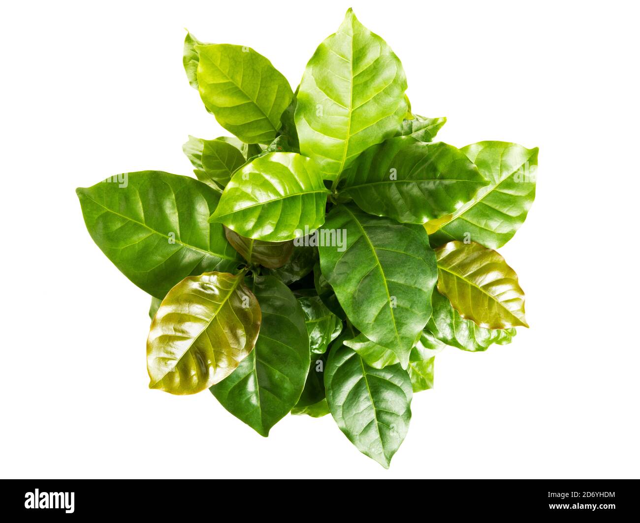 Coffee plant, high angle view, isolated on white background Stock Photo ...