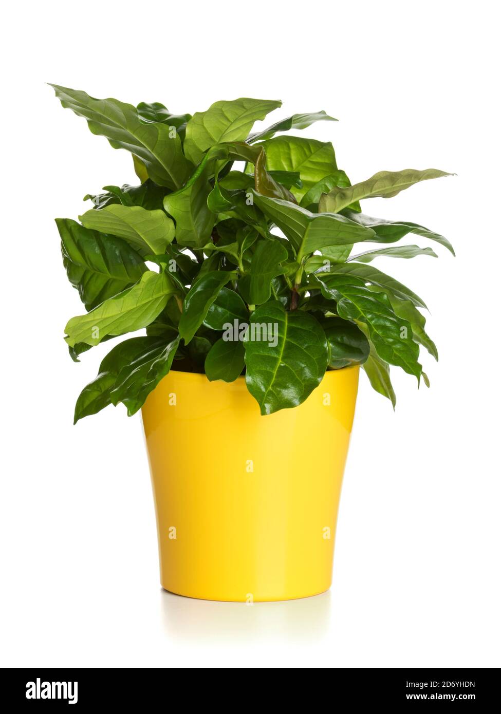 Coffee plant in yellow flower pot isolated on white background Stock ...