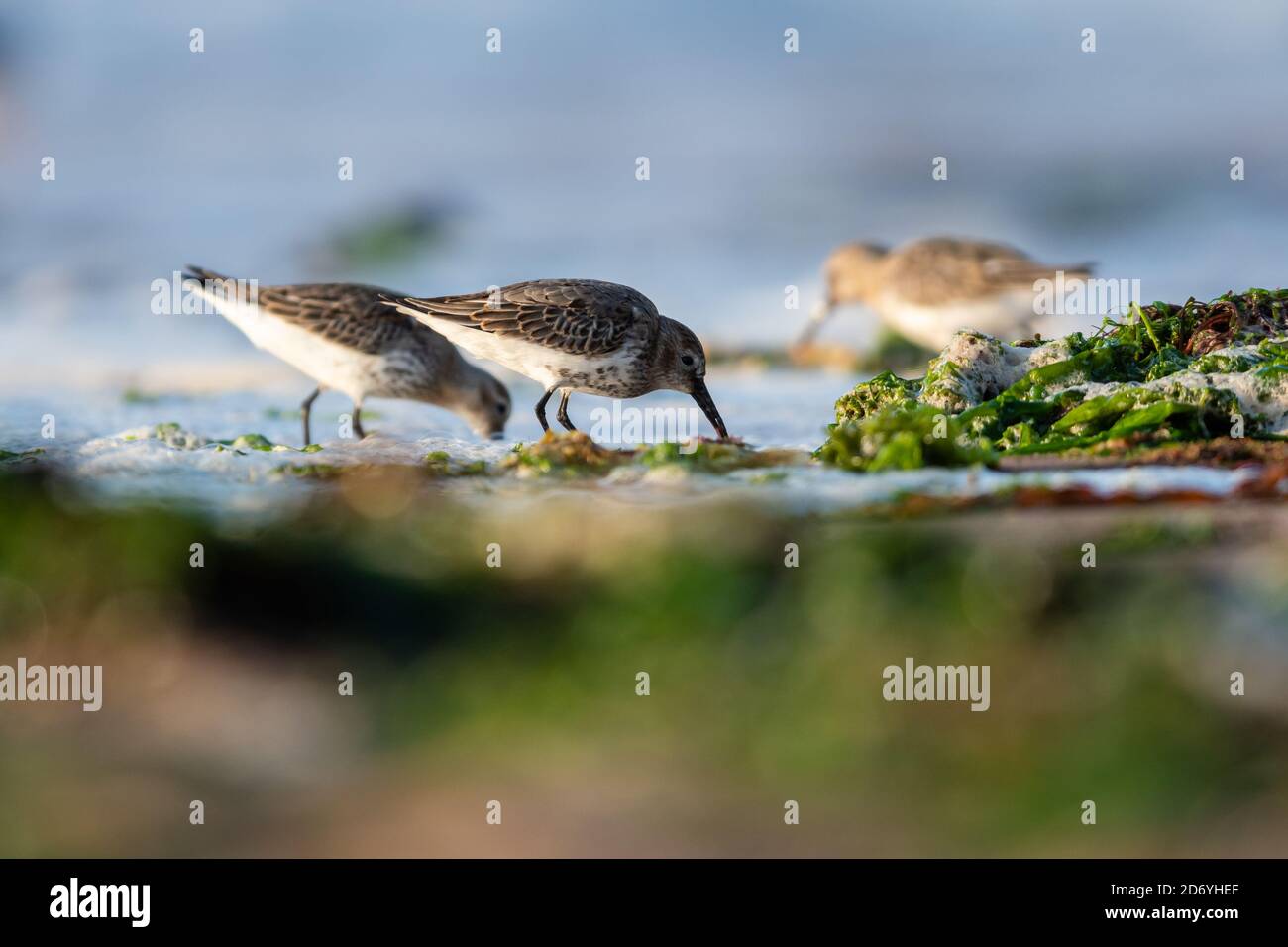 Dunlin uk spring hi-res stock photography and images - Alamy