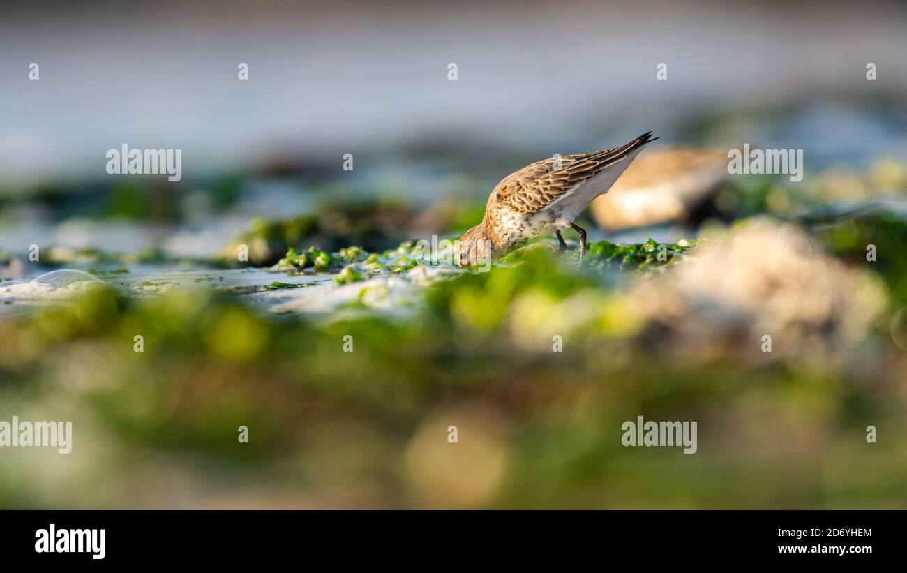 Dunlin uk spring hi-res stock photography and images - Alamy