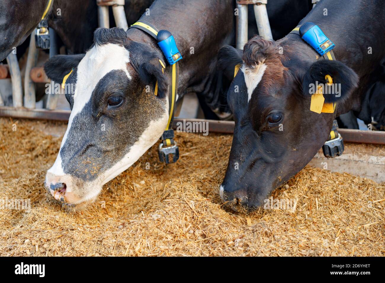Milking cows eating hay in an outdoor cowshed Stock Photo - Alamy