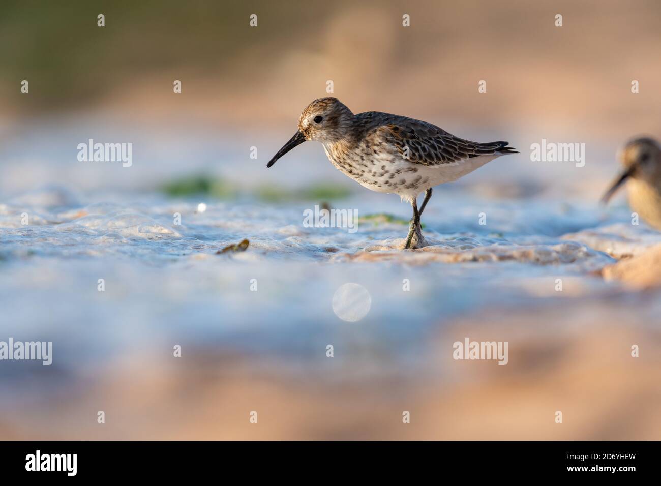 Dunlin uk spring hi-res stock photography and images - Alamy