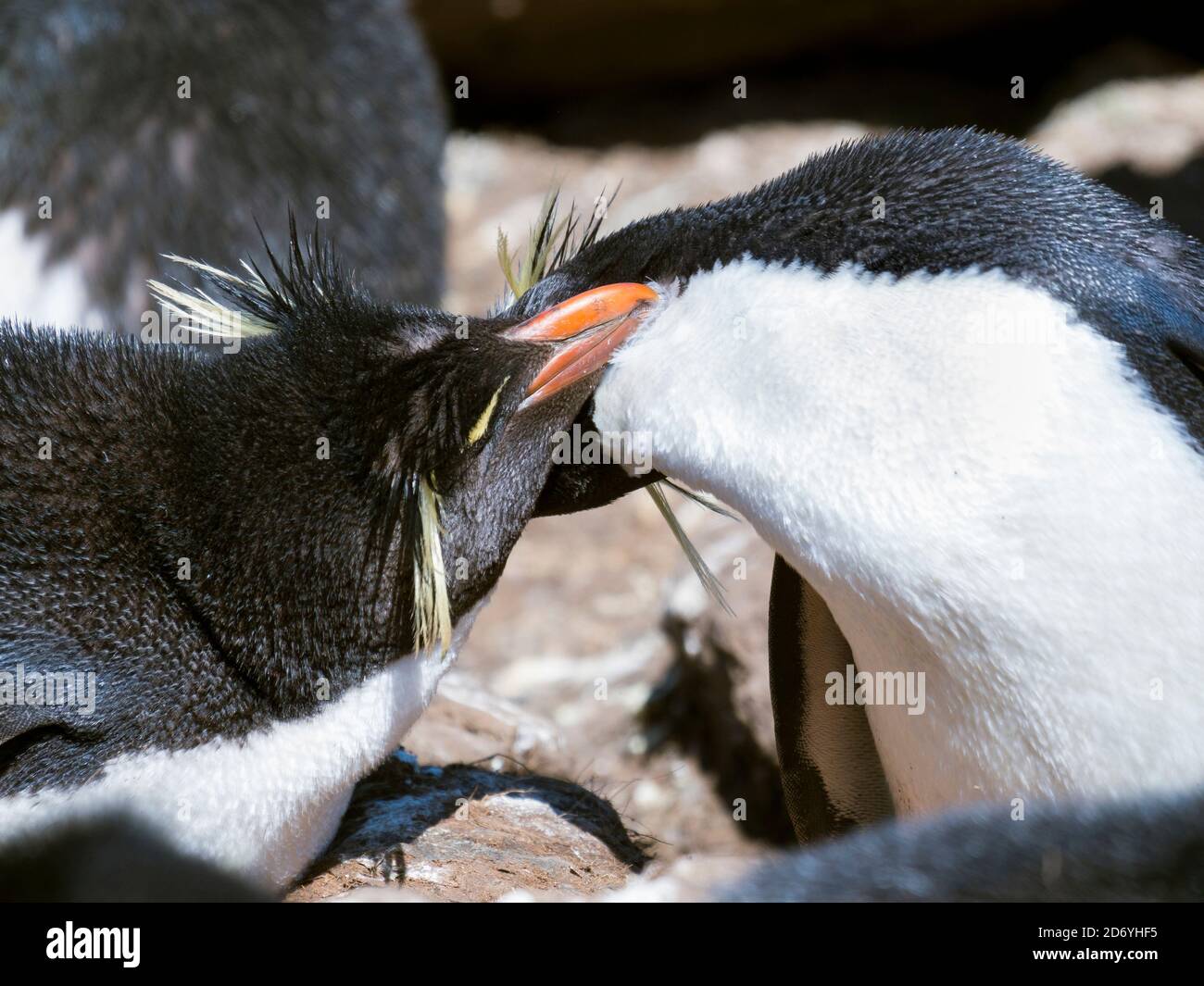 Rockhopper Penguin (Eudyptes chrysocome), subspecies western rockhopper ...