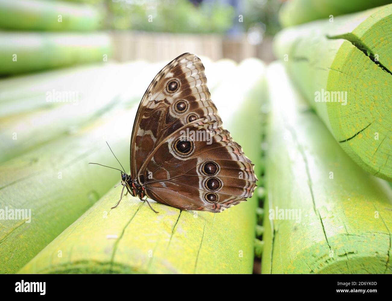 A butterfly pictured at 'Sensational Butterflies', a new exhibition ...