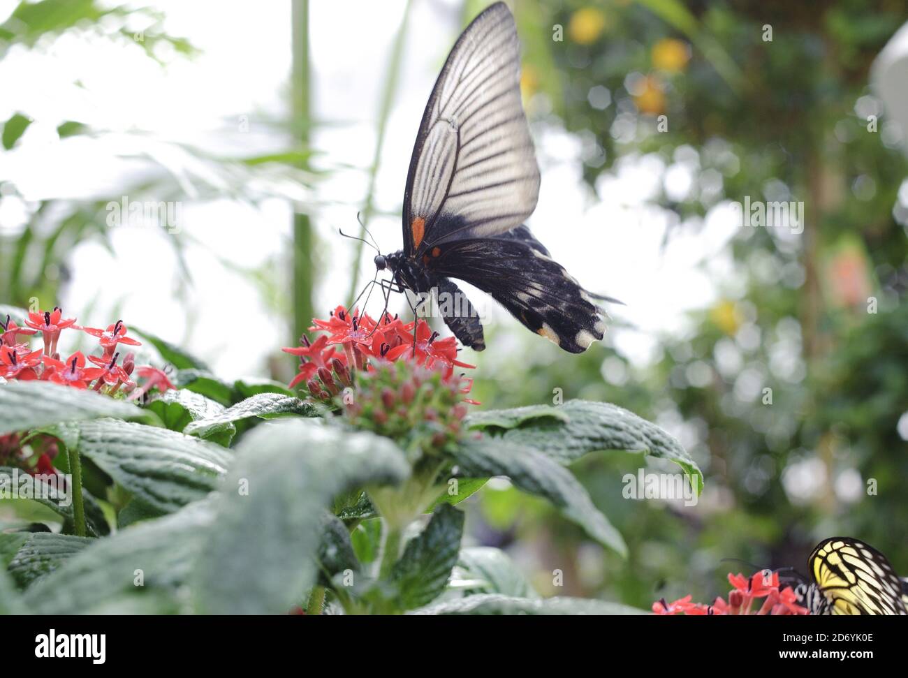 A butterfly pictured at 'Sensational Butterflies', a new exhibition ...