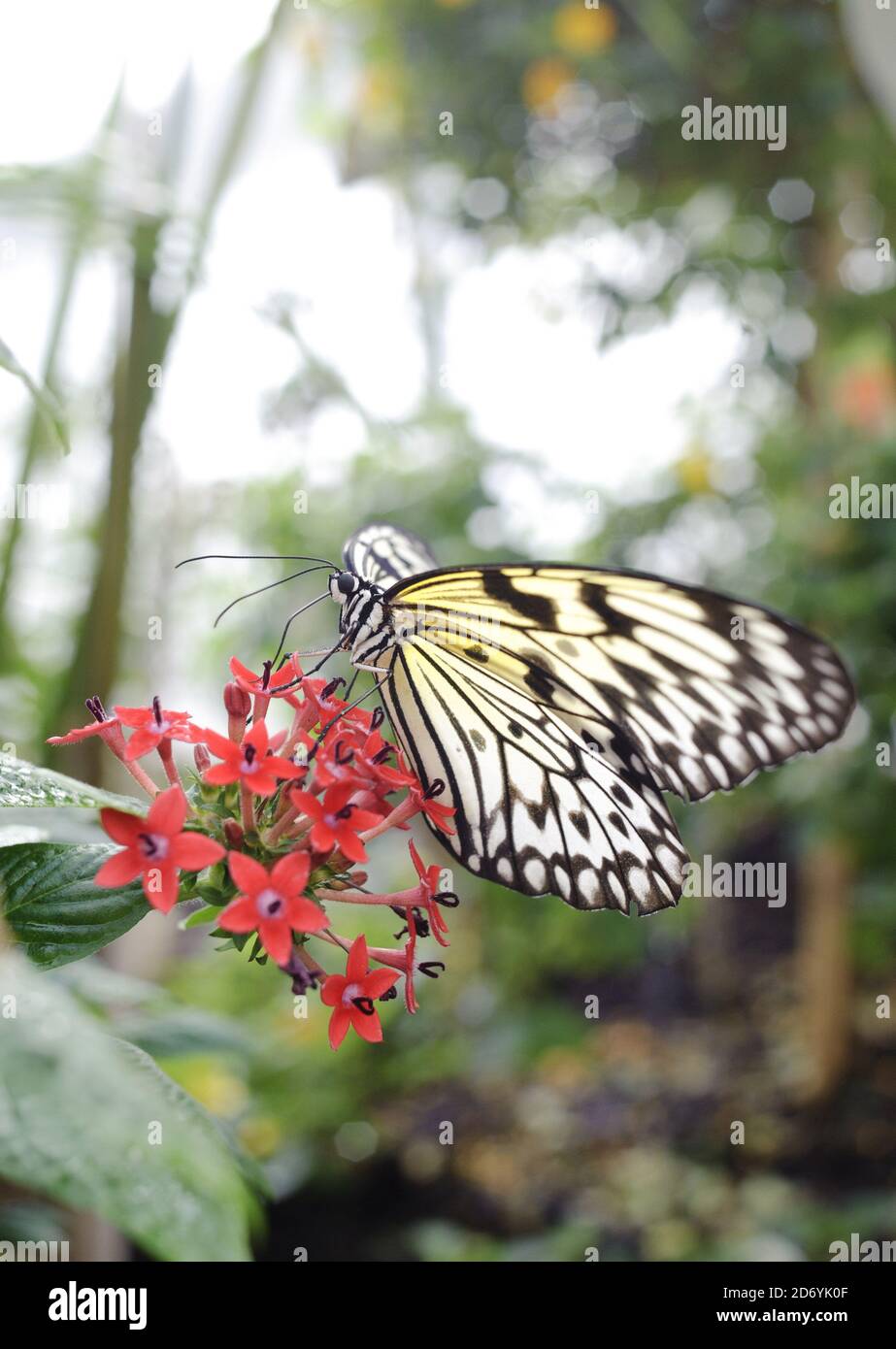 A butterfly pictured at 'Sensational Butterflies', a new exhibition ...