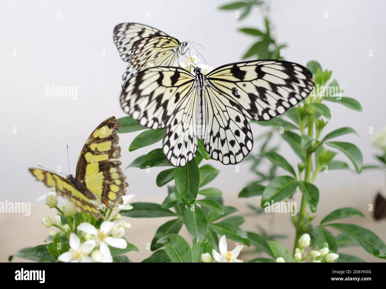 A butterfly pictured at 'Sensational Butterflies', a new exhibition ...