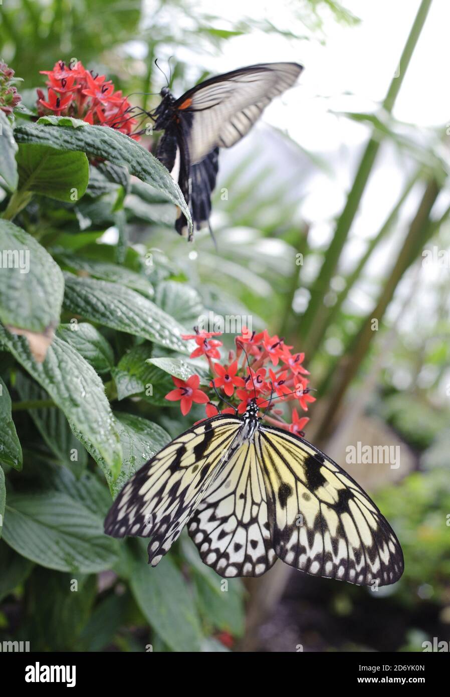 A butterfly pictured at 'Sensational Butterflies', a new exhibition ...