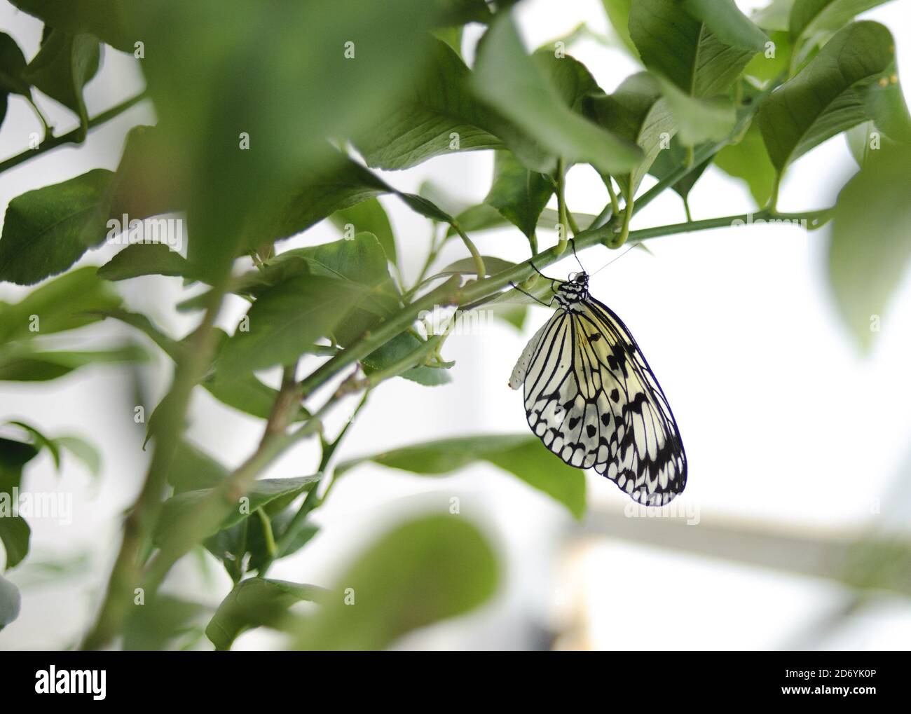 A butterfly pictured at 'Sensational Butterflies', a new exhibition ...