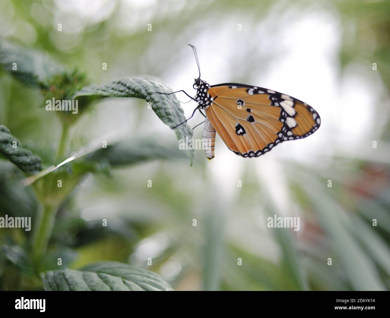 A butterfly pictured at 'Sensational Butterflies', a new exhibition ...