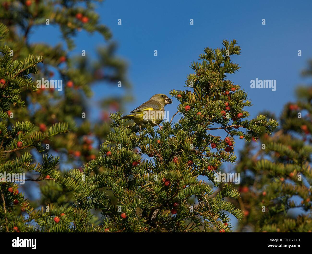 Gavin finch hi-res stock photography and images - Alamy