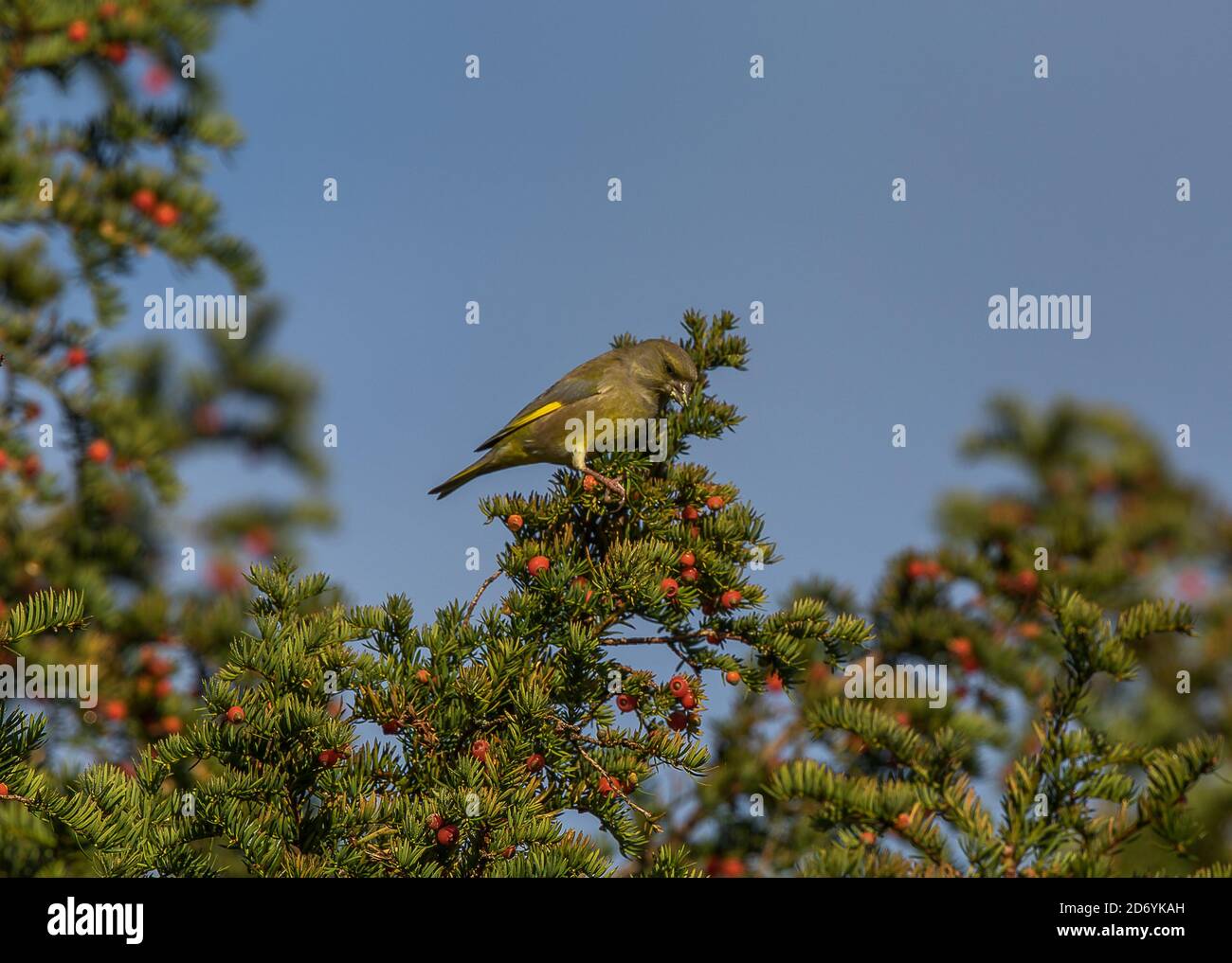 Gavin finch hi-res stock photography and images - Alamy