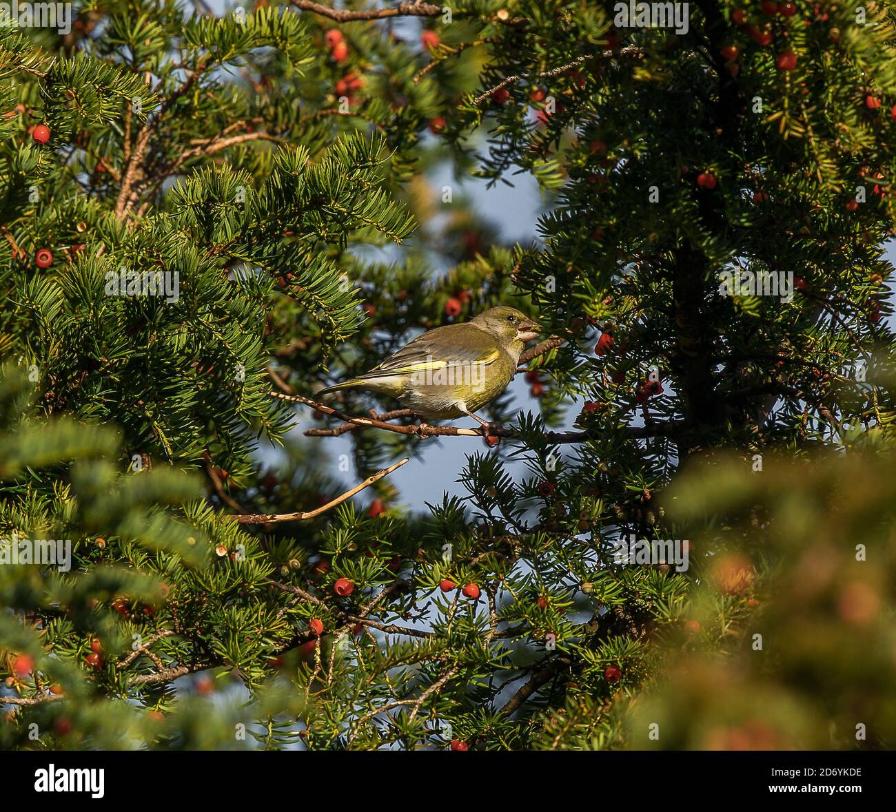 Gavin finch hi-res stock photography and images - Alamy