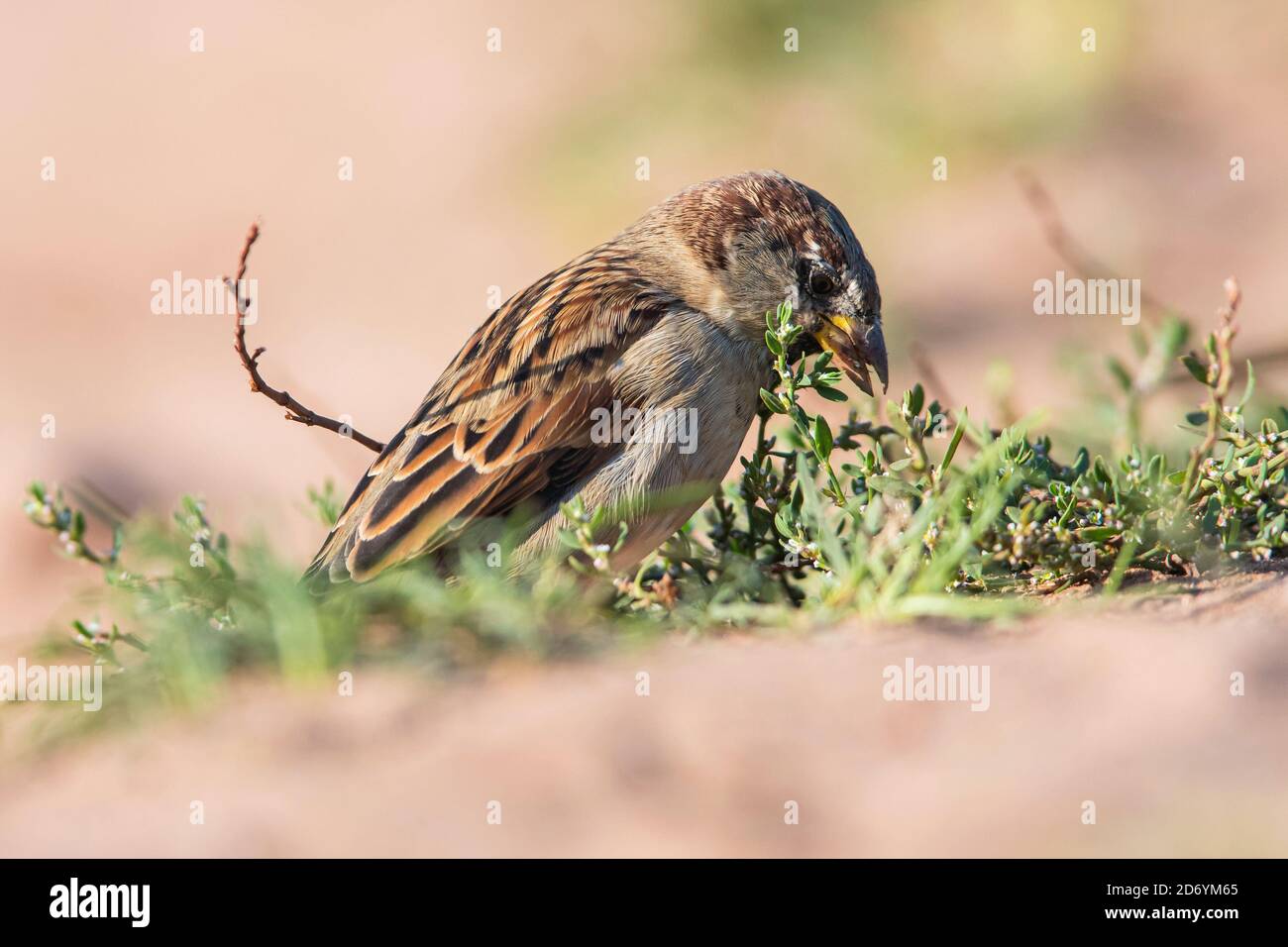 Urban tree sparrow habitat hi-res stock photography and images - Alamy