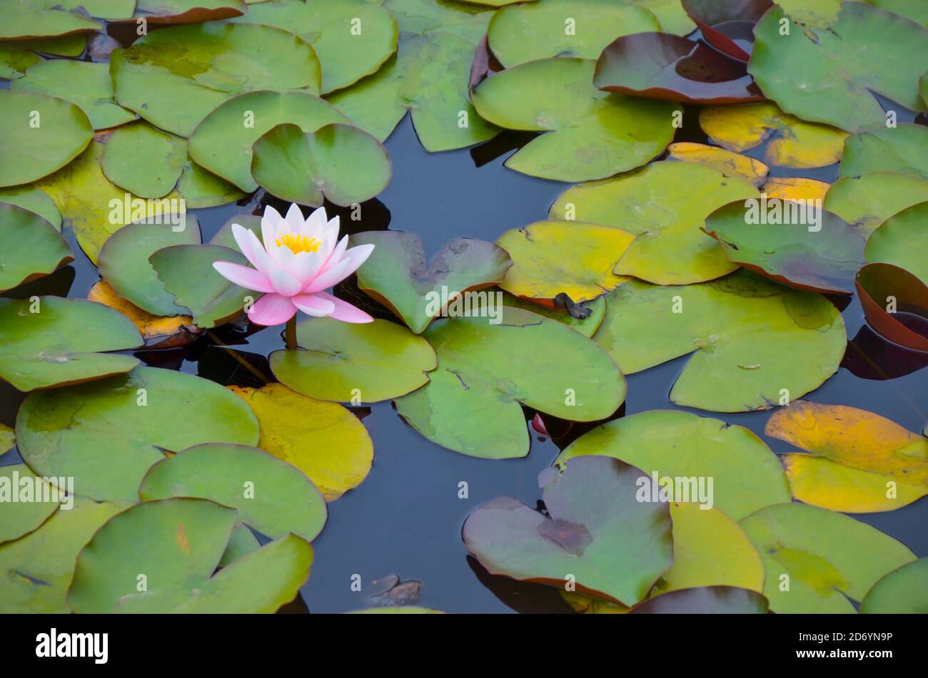 Half open waterlily hi-res stock photography and images - Alamy