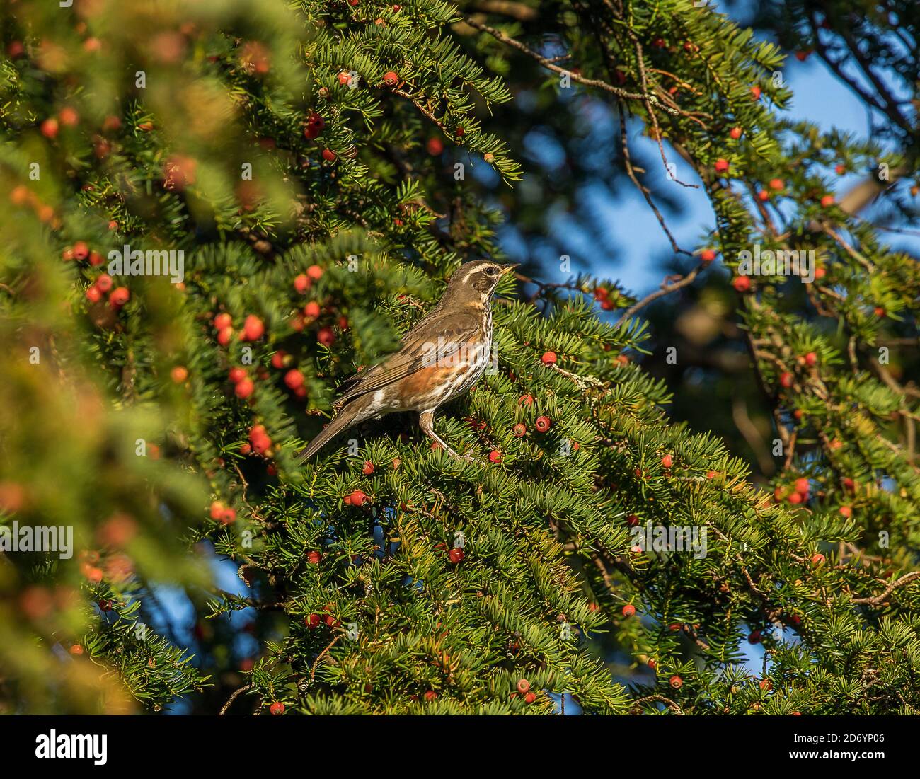 Redwing eating berrys hi-res stock photography and images - Alamy