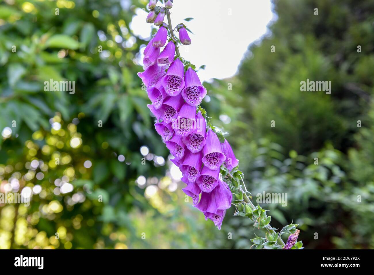 A beautiful plant in Magoebaskloof area of Limpopo of South Africa ...