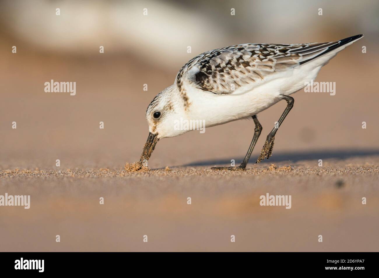 Sanderling calidris alba ocean hi-res stock photography and images - Alamy