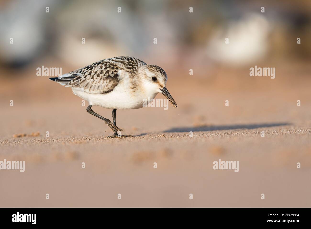 Sanderling calidris alba ocean hi-res stock photography and images - Alamy