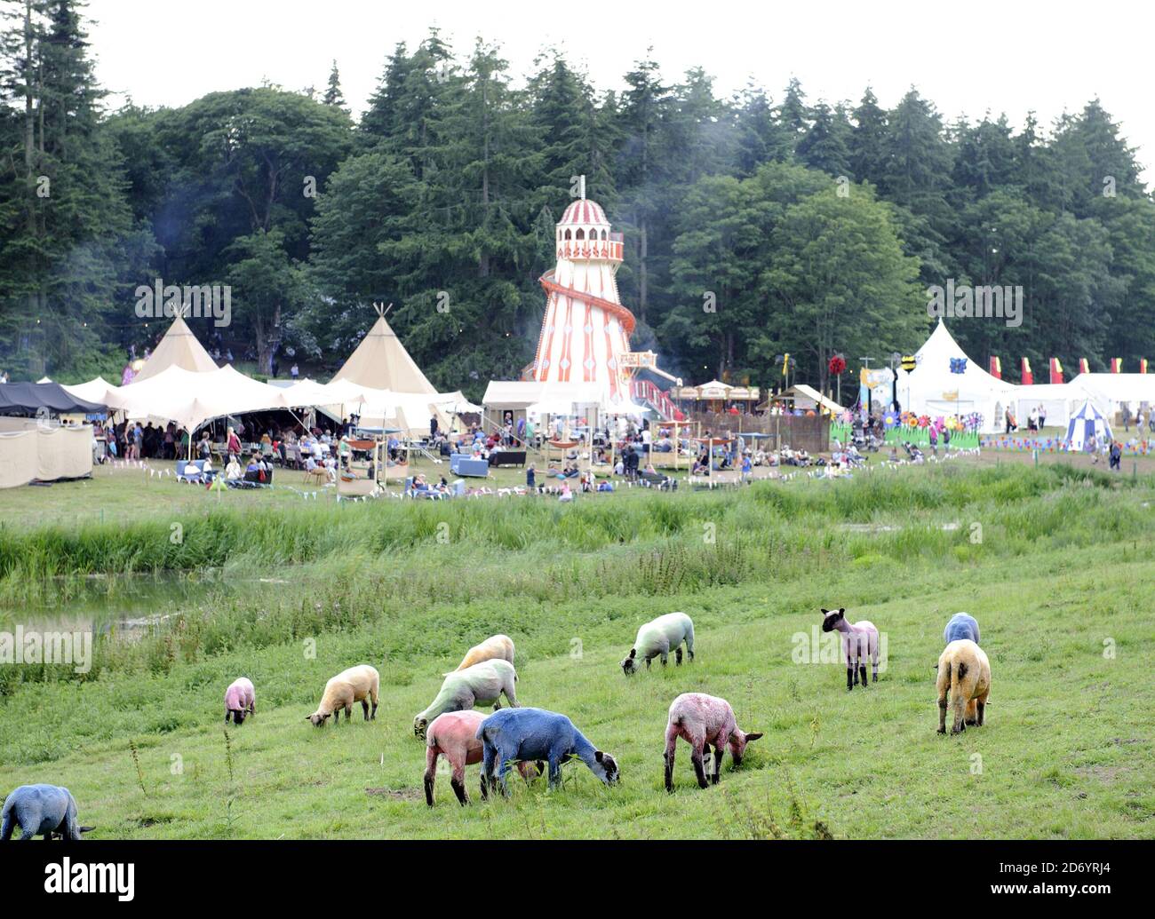 Dyed sheep at the Latitude Festival in Henham Park, Suffolk Stock Photo ...