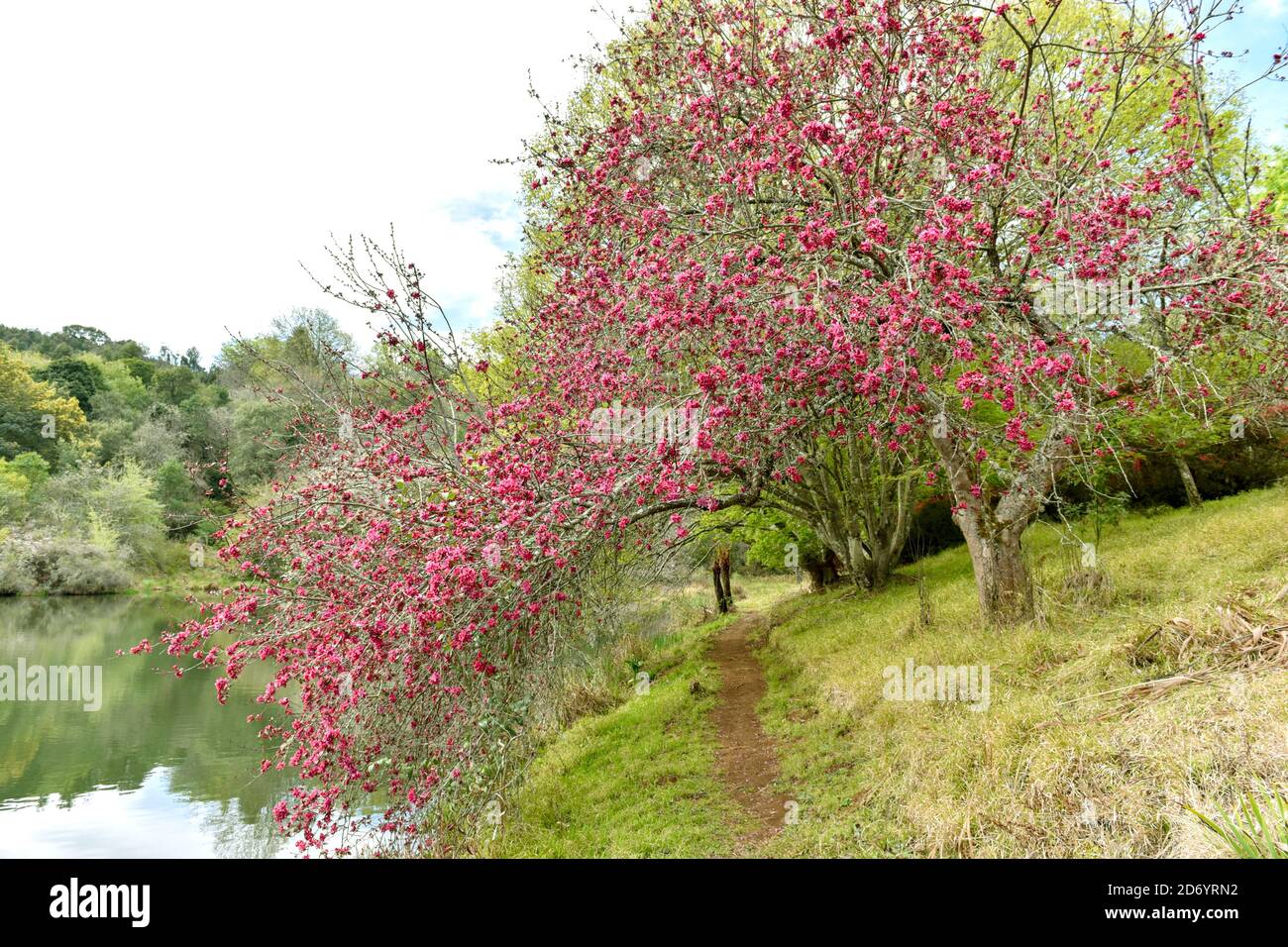 A beautiful tree at Cheerio Gardens, Magoebaskloof, South Africa Stock ...