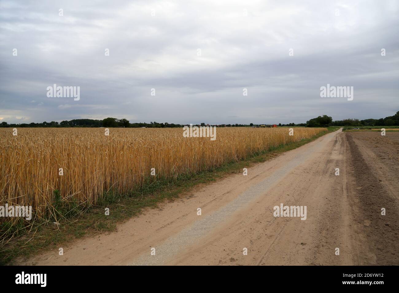 Golden ears of rye growing in the roadside field under the cloudy sky ...