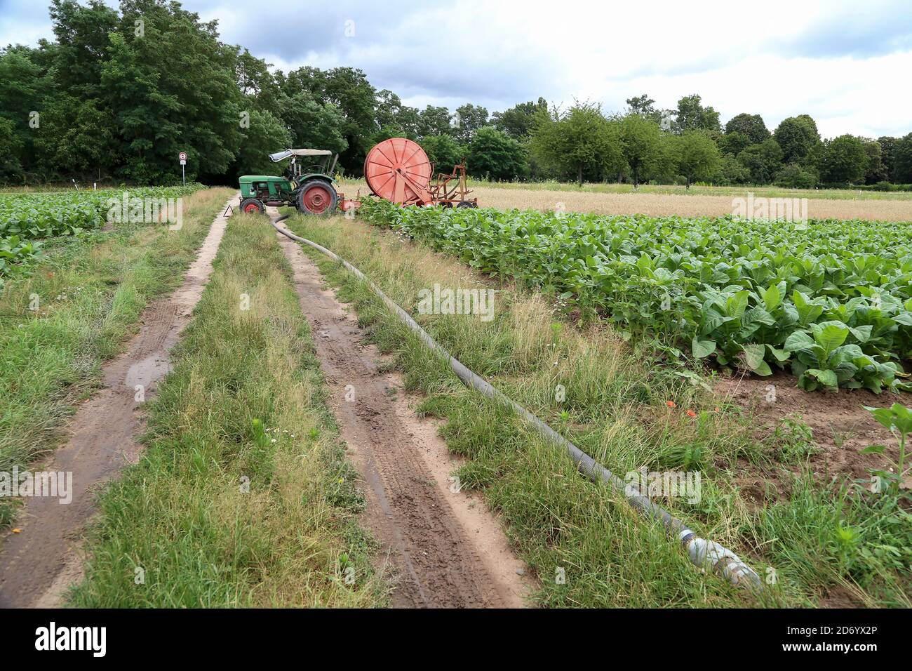 Agricultural machine in a field for irrigation of plantations Stock ...