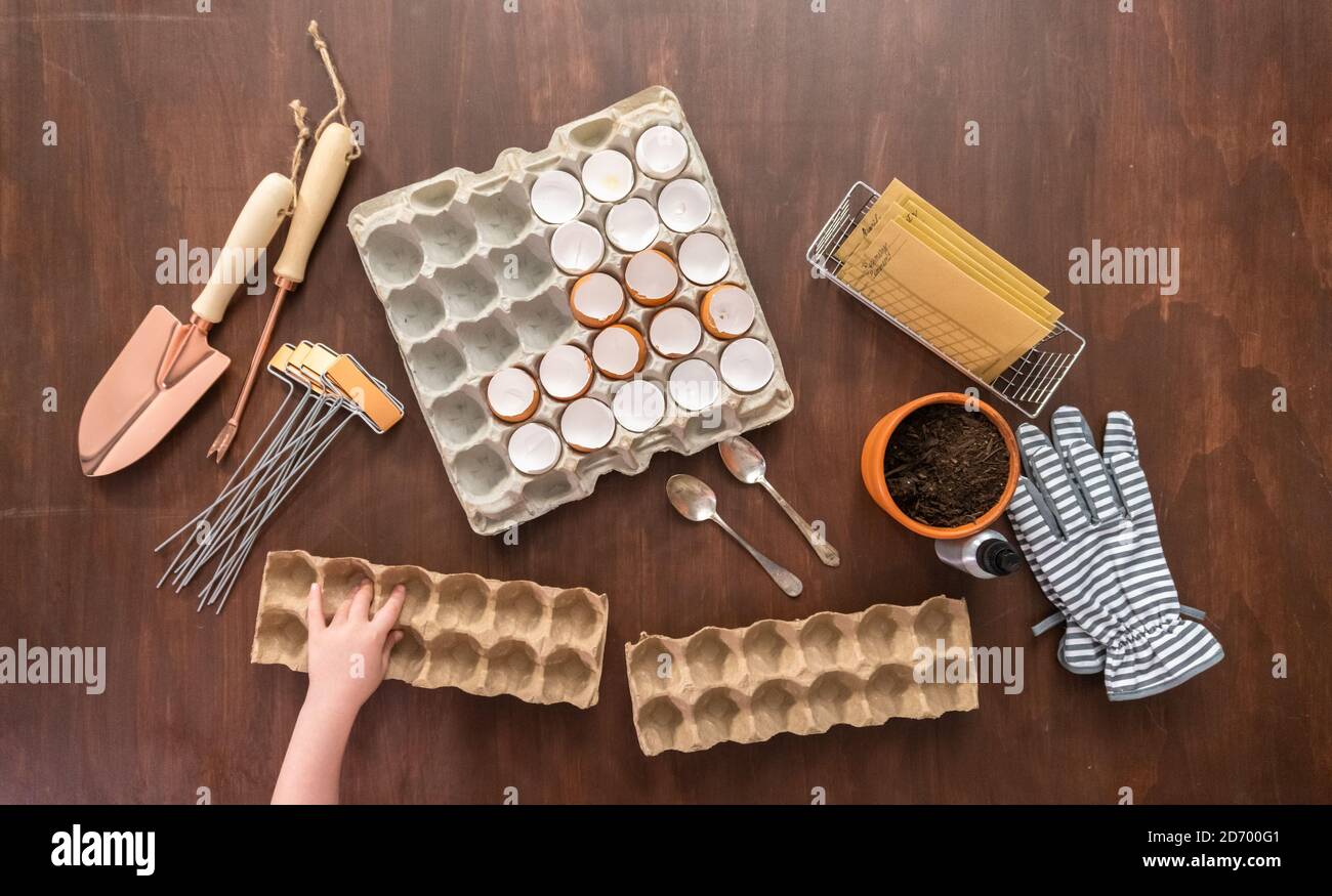 Flat lay. Starting seeds in eggshells for Spring planting Stock Photo ...
