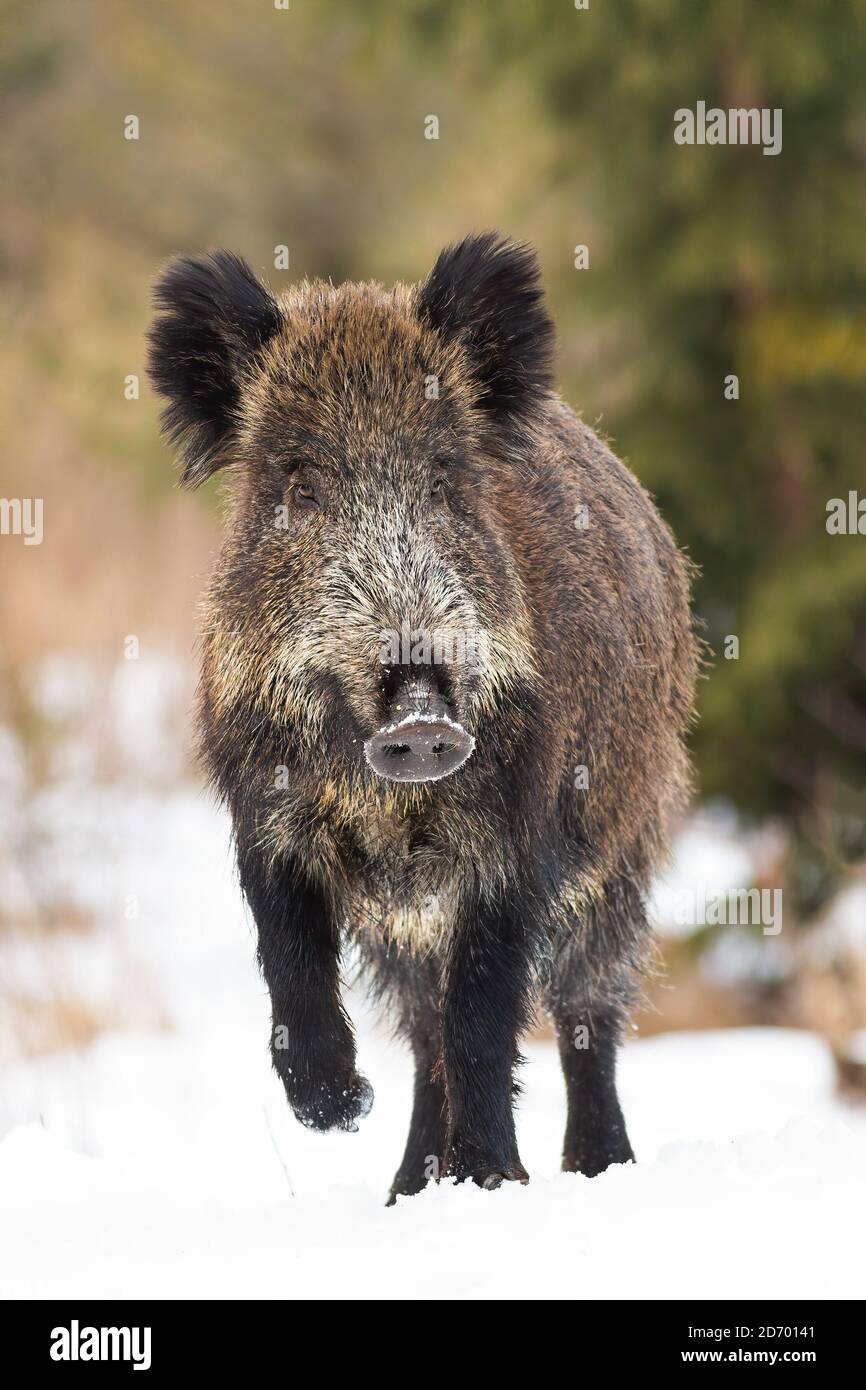 Wild boar walking on meadow in wintertime nature in vertical ...