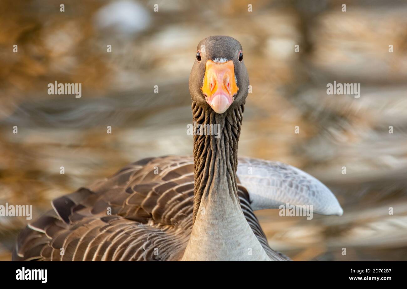 Happy goose hi-res stock photography and images - Alamy