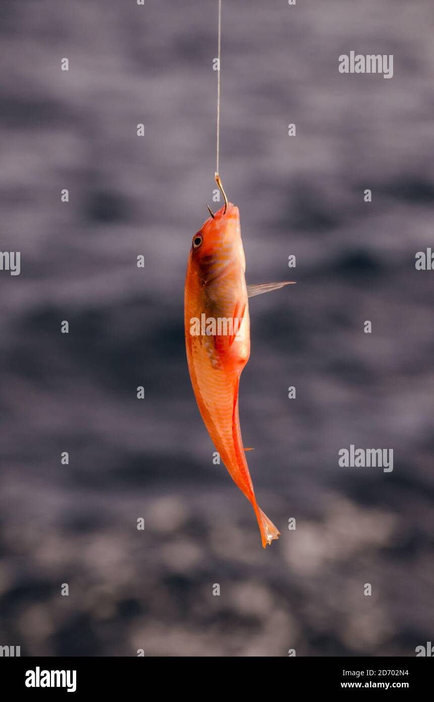 One Sea Fish Hooked Stock Photo - Alamy