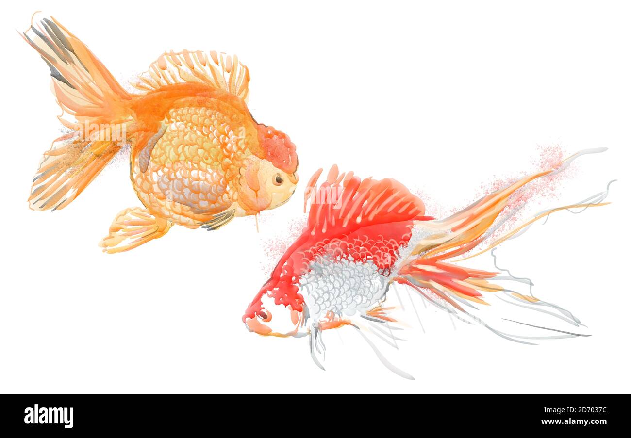 Gold fish character set collection exotic beauty tail white isolated ...