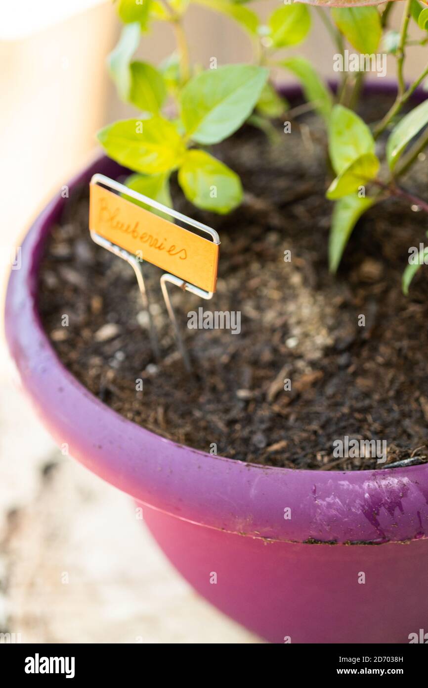 Planting blueberry plant in a garden planting pot Stock Photo - Alamy