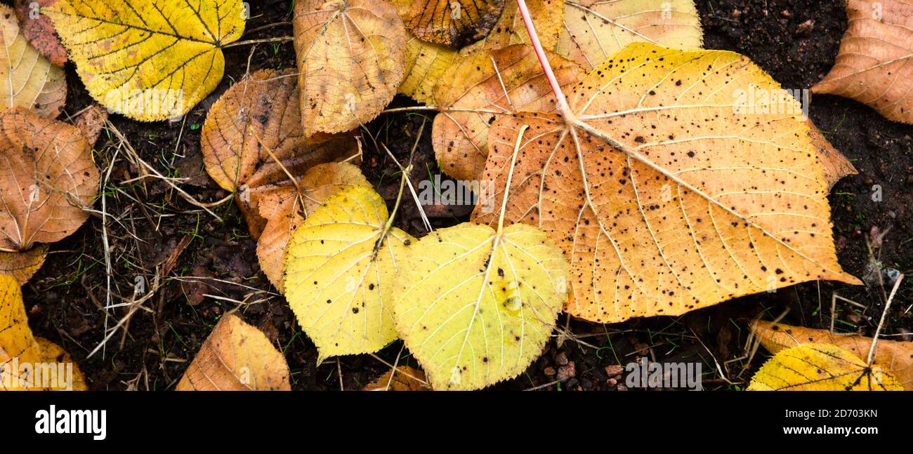 Autumn yellow dead leaves banner Stock Photo - Alamy