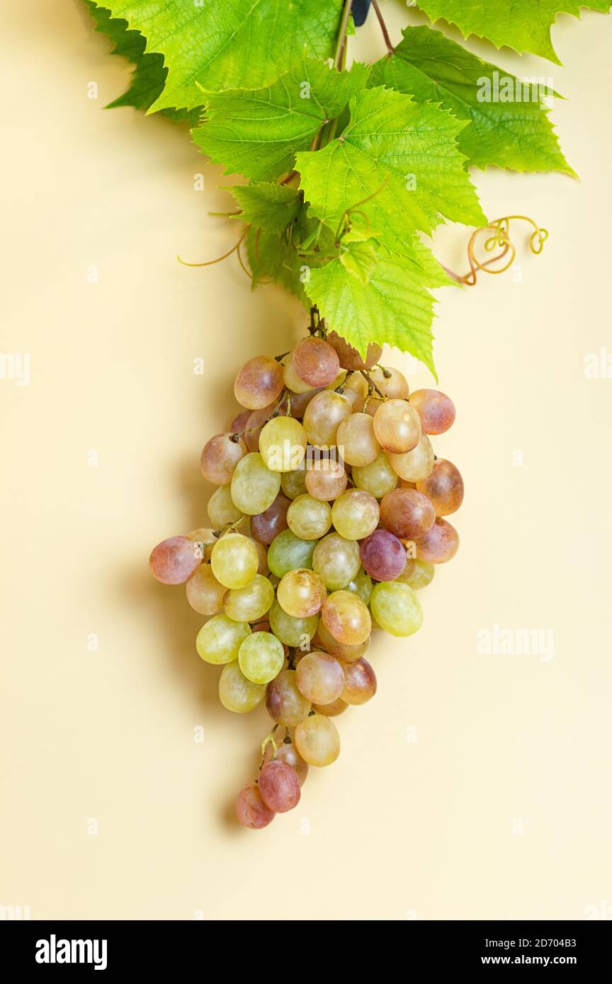 The branch of yellow grapes with grape leaves isolated on yellow ...