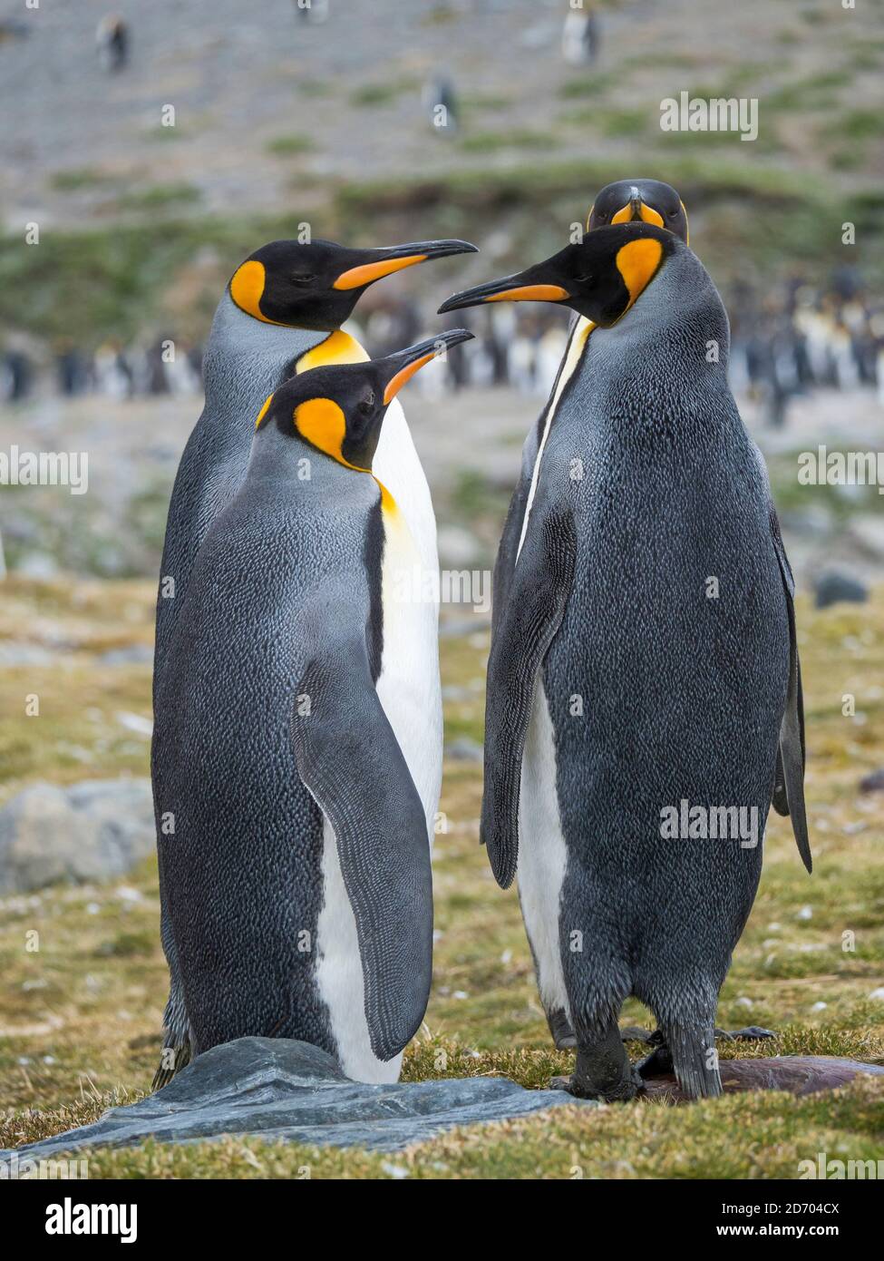 King Penguin (Aptenodytes patagonicus) on the island of South Georgia ...
