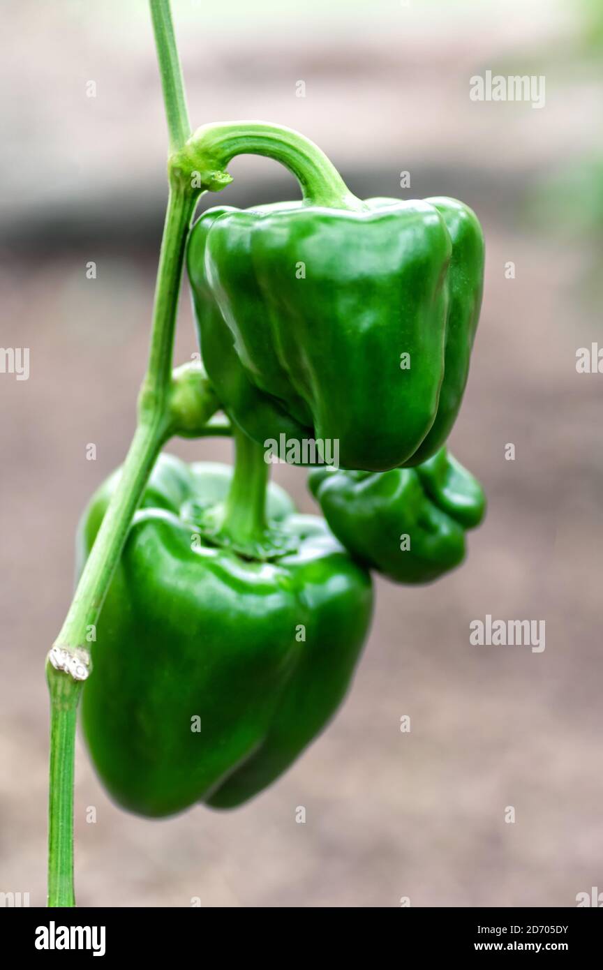 Sweet green pepper. Large green fruits of sweet bell pepper close up ...